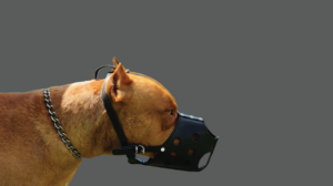 Identifying Organised Crime - XL Bully Dogs - Case Study - Fivecast